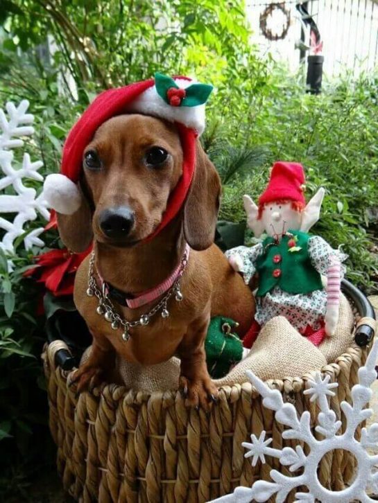 14 Photos Prove That Dachshunds Are Always Ready For Christmas - The Dogman
