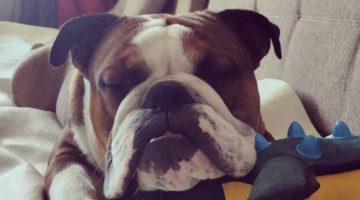 15 Funniest English Bulldog Memes - The Dogman