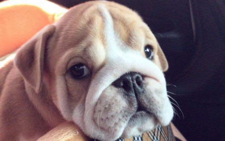 15 Funniest English Bulldog Memes - The Dogman