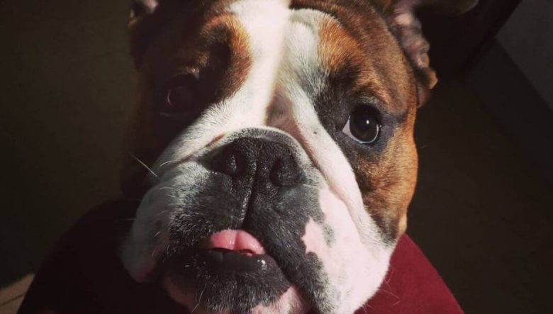 15 Hilarious English Bulldog Memes Will Make Your Day - The Dogman