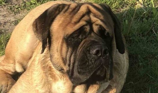 The Alpine Mastiff: A Majestic and Powerful Working Dog - The Dogman