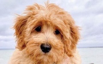 14 Signs You Are a Crazy Goldendoodle Person - The Dogman