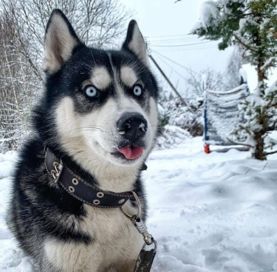 Huskies: Active Northern Dogs - The Dogman