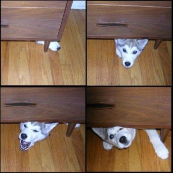17 Adorable Husky Pictures That Will Put a Smile on Your Face - The Dogman