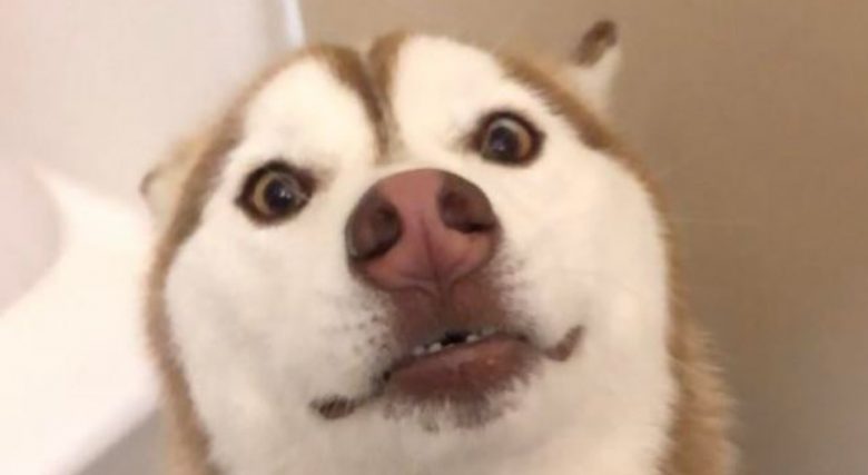 15 Signs You’re A Crazy Siberian Husky Person - The Dogman