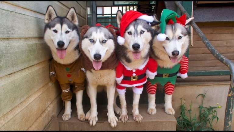 14 Photos Prove That Huskies Are Always Ready For Christmas - The Dogman