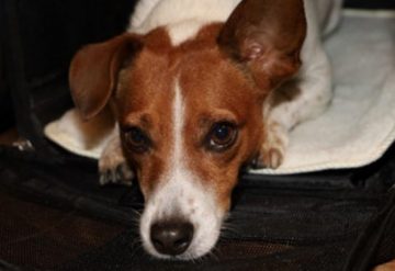 15 Funny Jack Russell Memes To Make Your Day! - The Dogman