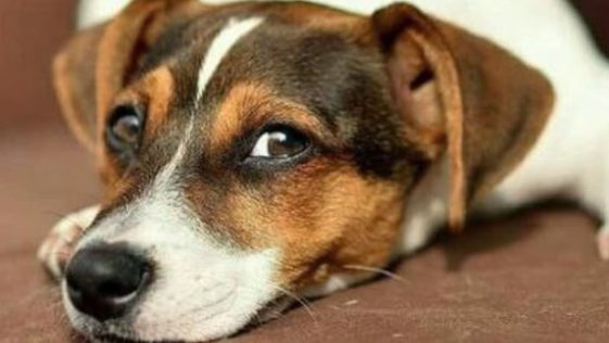 15 Funny Jack Russell Memes To Make Your Day! - The Dogman
