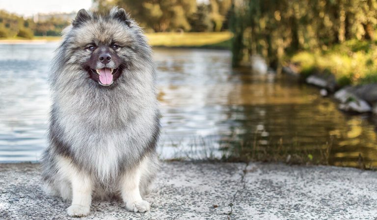 Keeshond Dog Breed Information - The Dogman