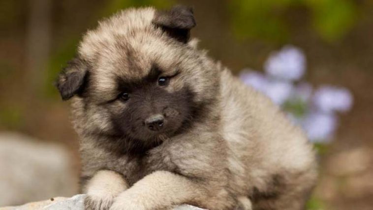 Keeshond Dog Breed Information - The Dogman