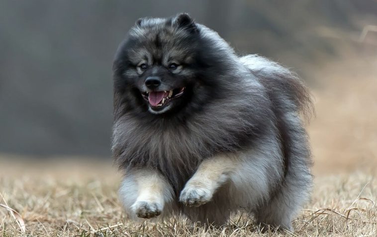 Keeshond Dog Breed Information - The Dogman