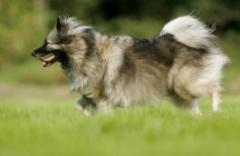 Keeshond Dog Breed Information - The Dogman