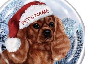 15 Best Cavalier King Charles Spaniel Memes | The Dogman