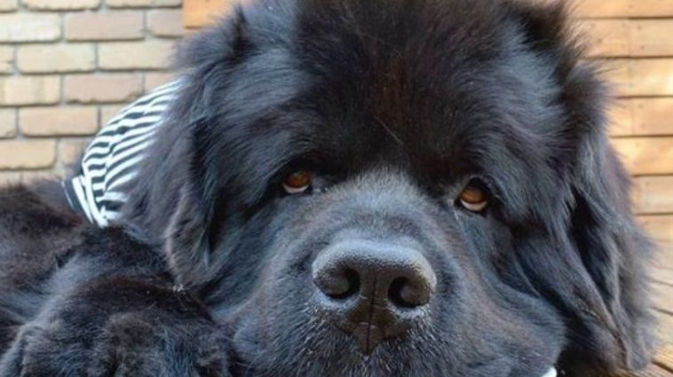 14 Amazing Facts About Newfoundland Dogs You Probably Never Knew - The ...