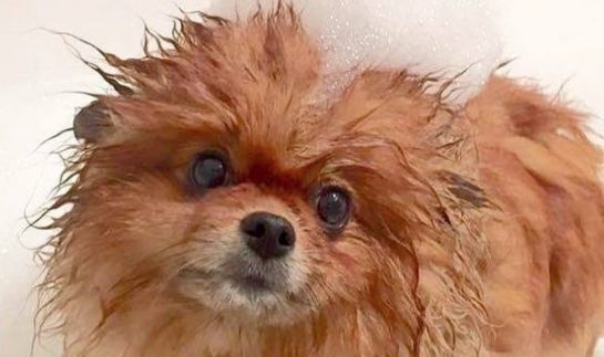 15 Absolutely Hilarious Pomeranian Dogs - The Dogman