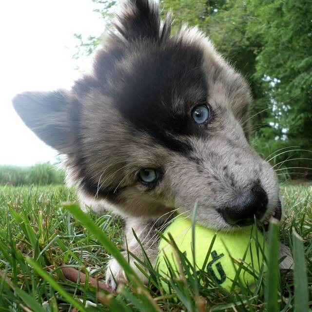 Pomsky: a Cross Between a Pomeranian and a Siberian Husky | The Dogman