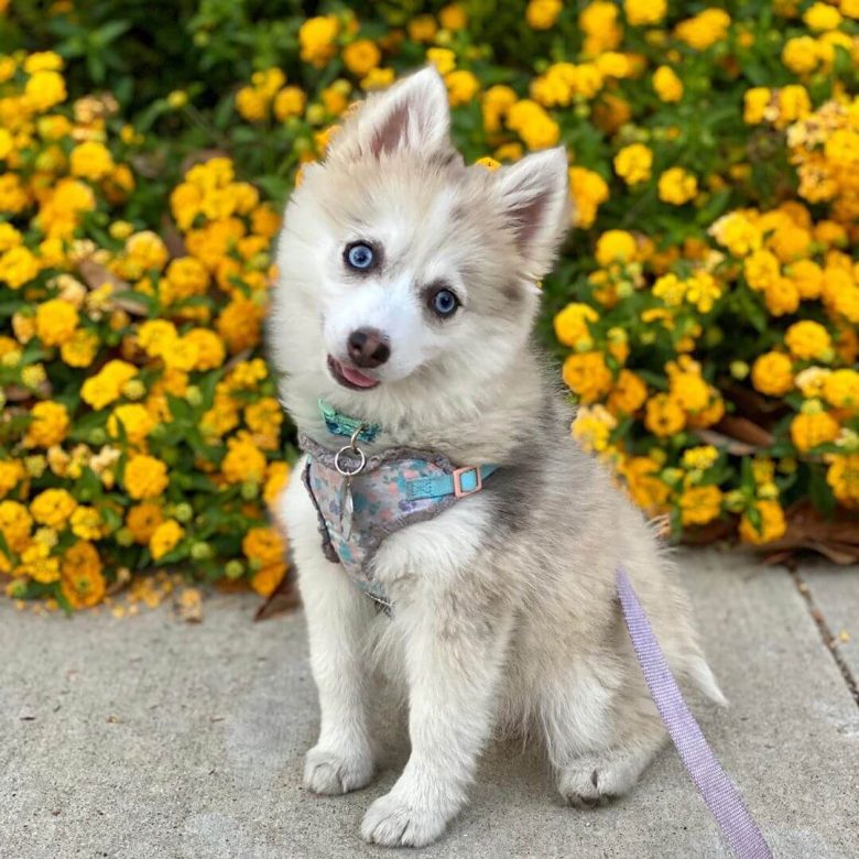 Pomsky: a Cross Between a Pomeranian and a Siberian Husky - The Dogman