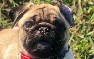 The 14 Cutest Pugs You’ve Ever Seen - The Dogman