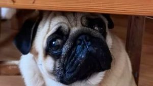 The 14 Cutest Pugs You’ve Ever Seen - The Dogman
