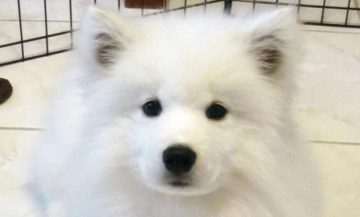 Samoyed - Big Dog Soul from the Vastness of Siberia - The Dogman