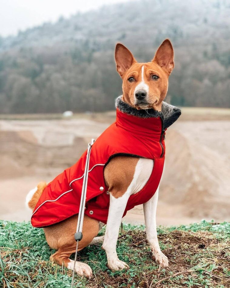 15 Interesting Facts About Basenjis - The Dogman