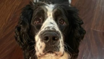 16 Best Springer Spaniel Memes So You Won't Be Sad - The Dogman
