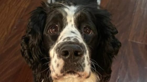 16 Best Springer Spaniel Memes So You Won't Be Sad - The Dogman