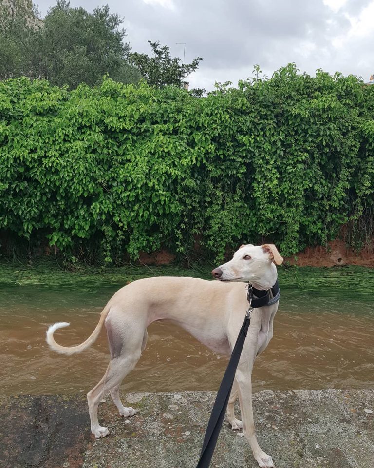 14 Cool Facts About Greyhounds - The Dogman
