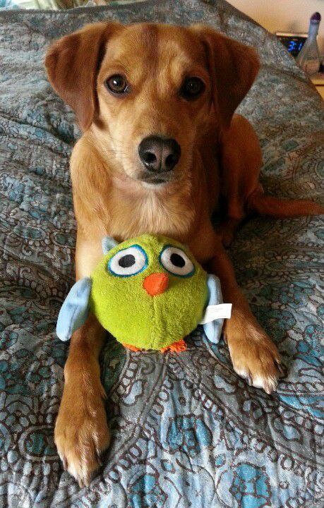 Beago: Beagle & Golden Retriever - The Dogman