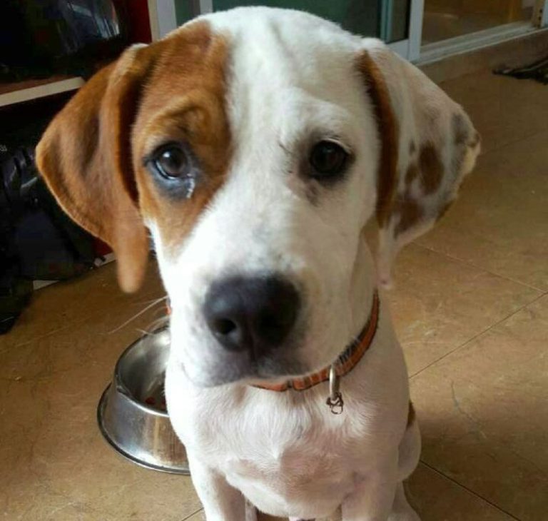 Beaglebull: Beagle & American Pitbull Terrier - The Dogman