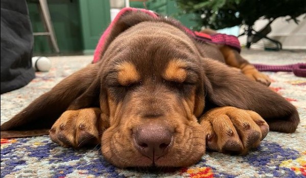 73 Female Bloodhound Names - The Dogman