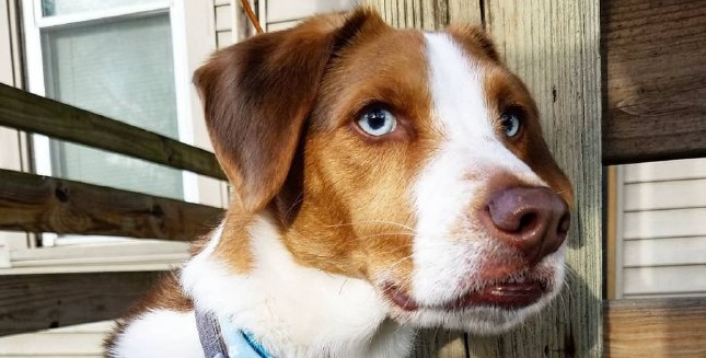 Beaskie: Beagle & Siberian Husky - The Dogman