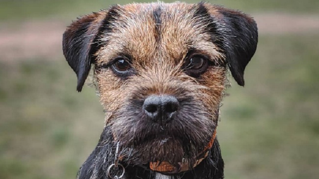 15 Realities That New Border Terrier Owners Must Accept - The Dogman