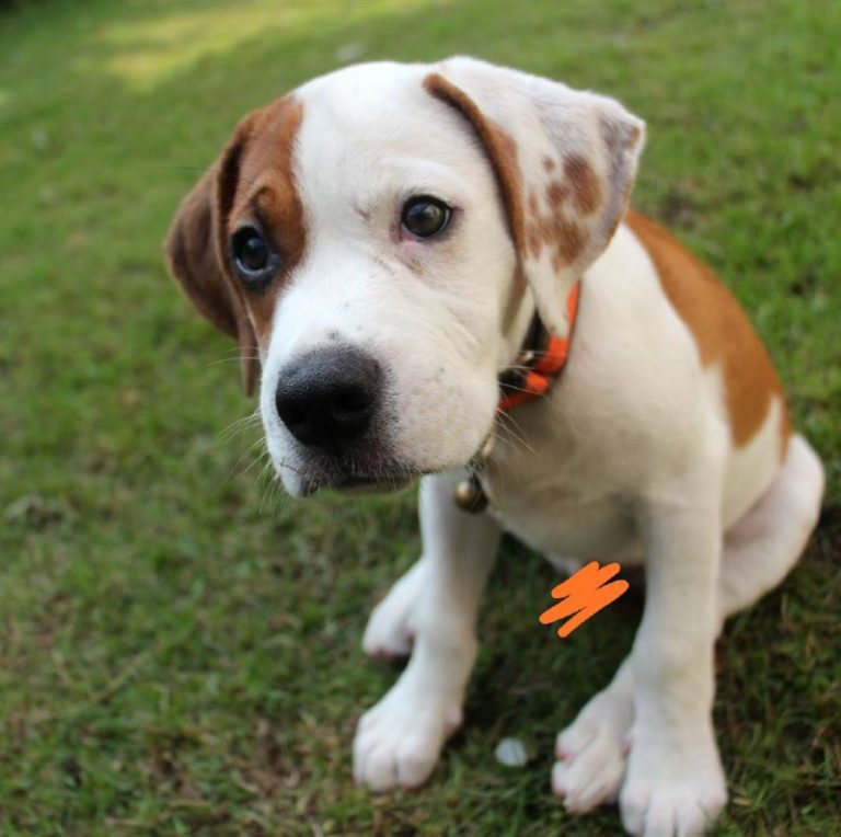 Beaglebull: Beagle & American Pitbull Terrier - The Dogman
