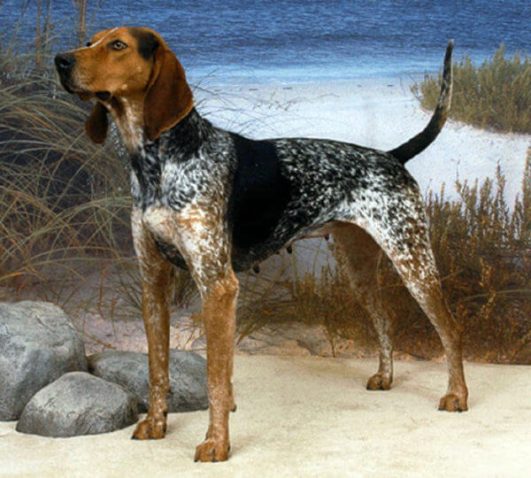 Coonhound Dog Breed Information - The Dogman