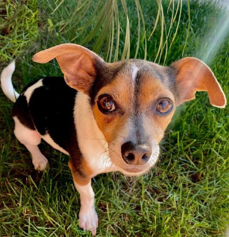 Cheagle: Beagle & Chihuahua - The Dogman