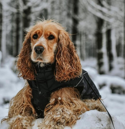 72 Male Cocker Spaniel Names - The Dogman