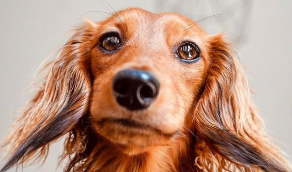 70 Female Dachshund Names - The Dogman