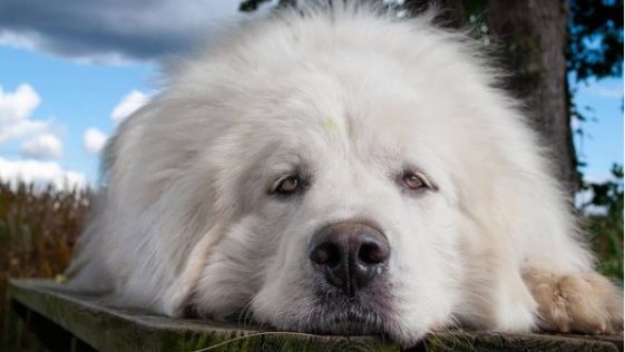 75 Female Great Pyrenees Dog Names - The Dogman