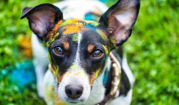 90 Female Jack Russell Terrier Names - The Dogman