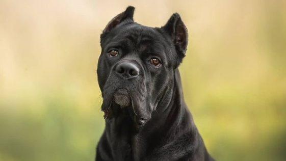 80 Female Cane Corso Names - The Dogman