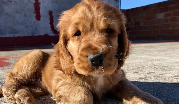72 Male Cocker Spaniel Names - The Dogman