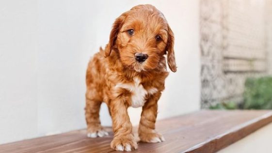 70 Female Labradoodle Names - The Dogman