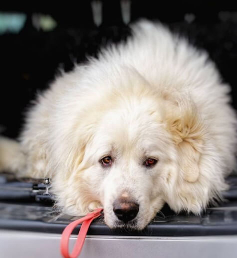 77 Male Great Pyrenees Dog Names | The Dogman