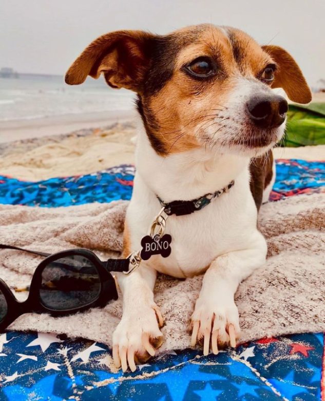 Cheagle: Beagle & Chihuahua - The Dogman