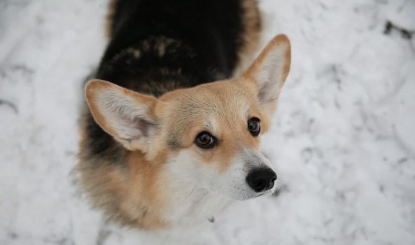 70+ Silly Corgi Names - The Dogman
