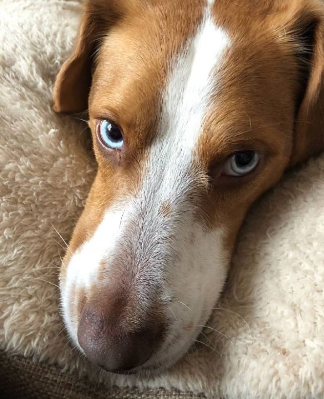 Beaskie: Beagle & Siberian Husky - The Dogman