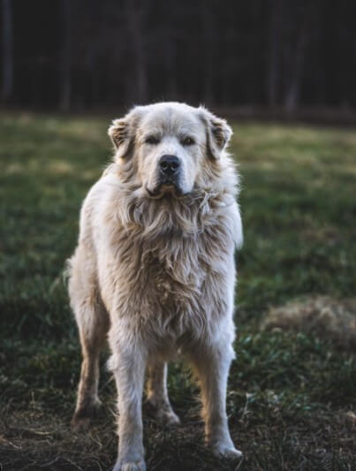 77 Male Great Pyrenees Dog Names - The Dogman