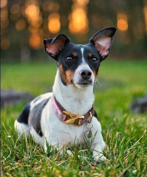 90 Female Jack Russell Terrier Names - The Dogman