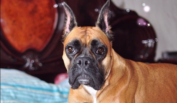 89 Male Boxer Dog Names - The Dogman